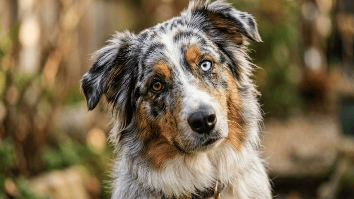 7 words your dog needs to hear to understand that you do love him