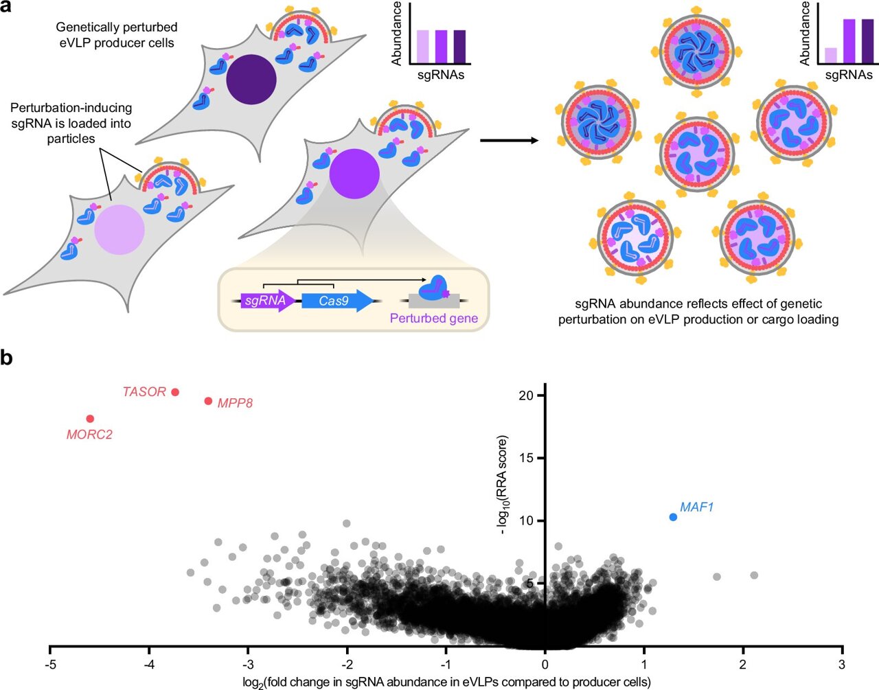Re-engineered human cells boost gene-editing particle potency across ...