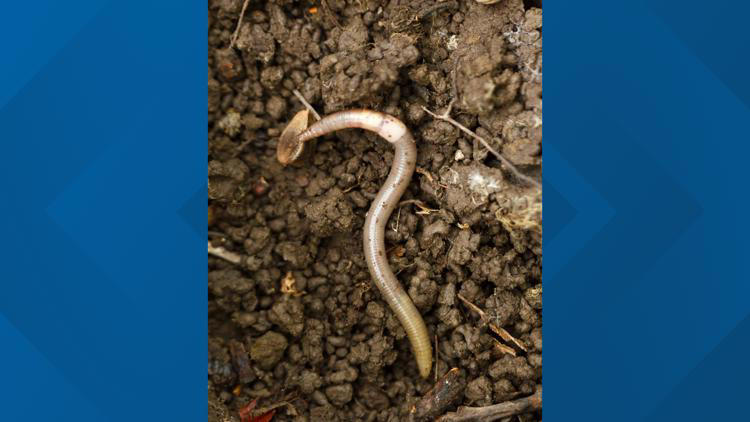 Asian jumping worm invasion spreads in Colorado