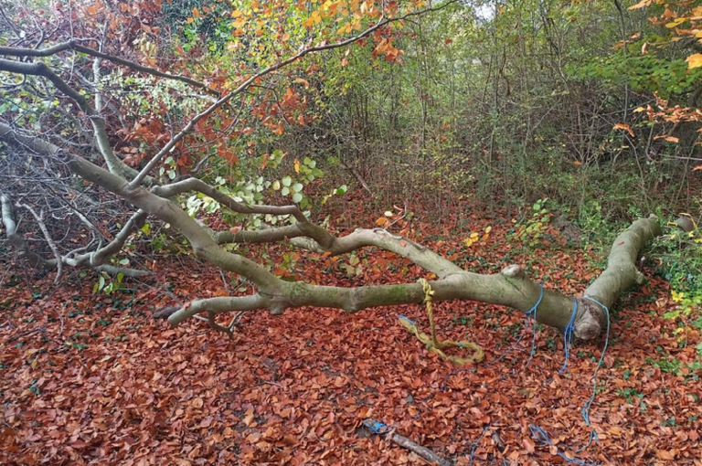 Family of 12-year-old Surrey girl killed by fallen tree branch ...