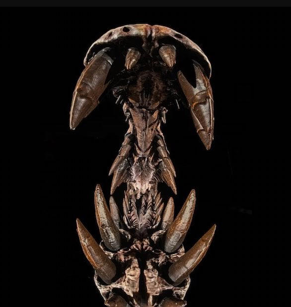 Beneath the Sahara’s sands, a team of researchers unearthed a giant ...