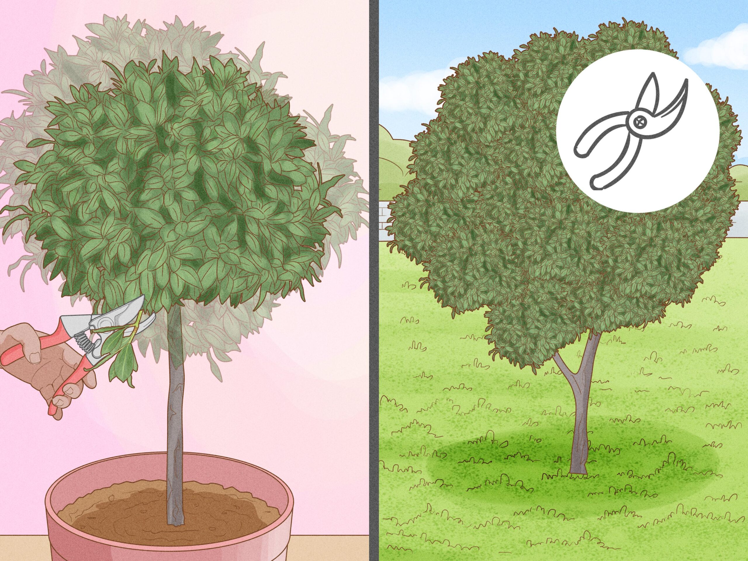 Cómo cultivar laurel en tu jardín y aprovechar todos sus usos