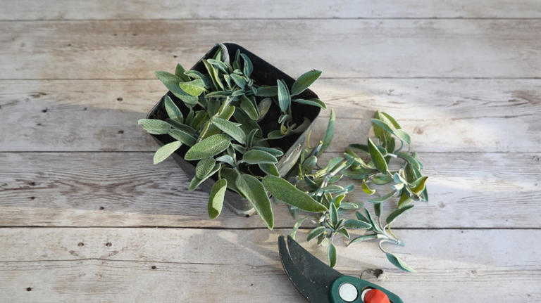 11 herbs that can be easily propagated from cuttings