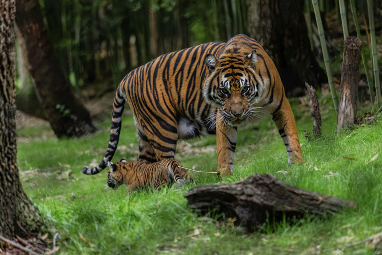 New Sumatran tiger cub at Dallas Zoo gets name from public contest