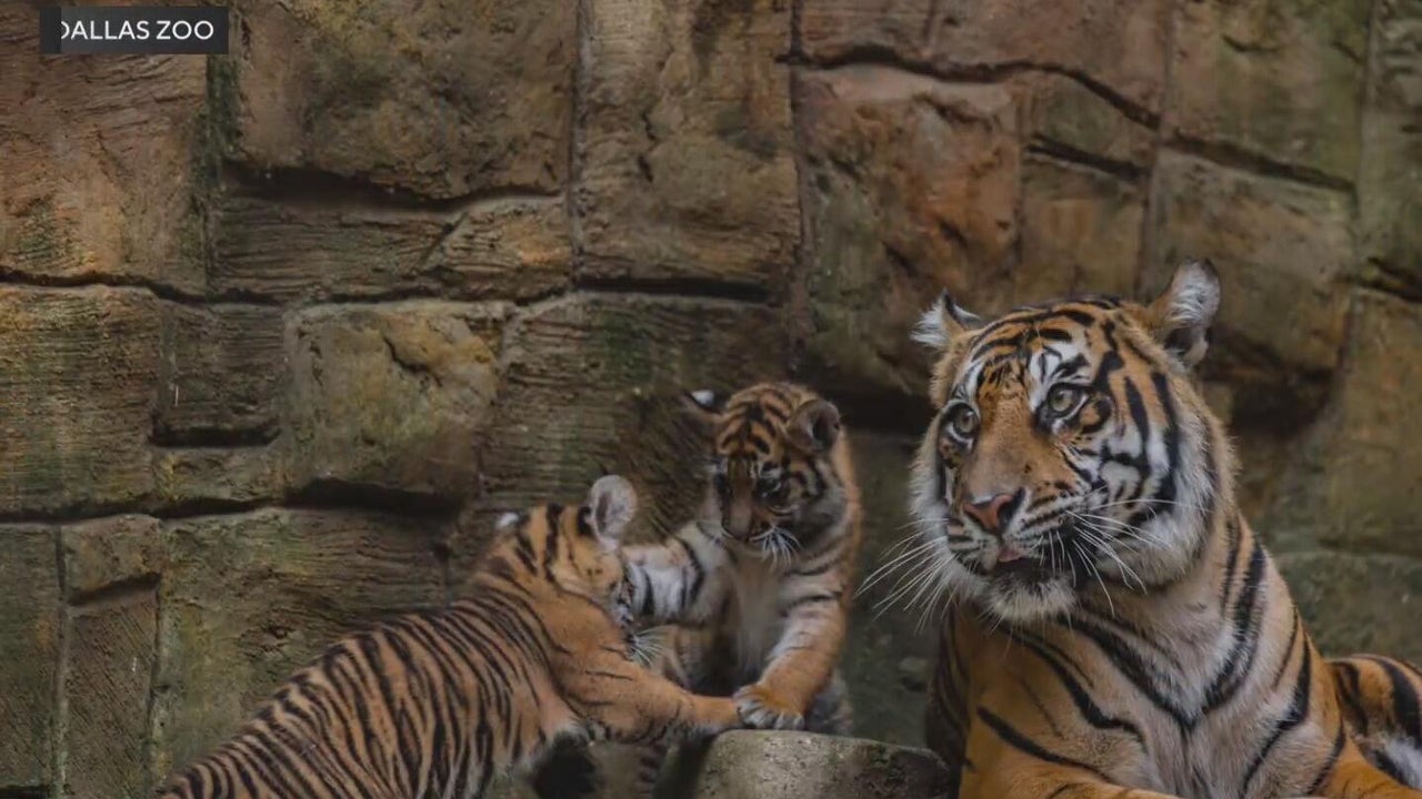 Dallas Zoo names new Sumatran tiger cub after conservation ranger