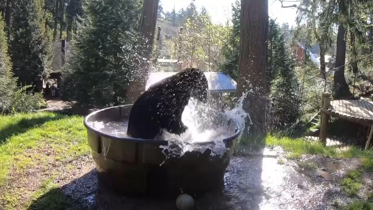 Bears shake off winter with a splash at Oregon Zoo