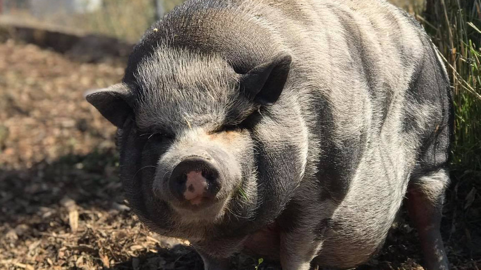 Idaho's largest animal sanctuary closes to visitors due to zoning ...