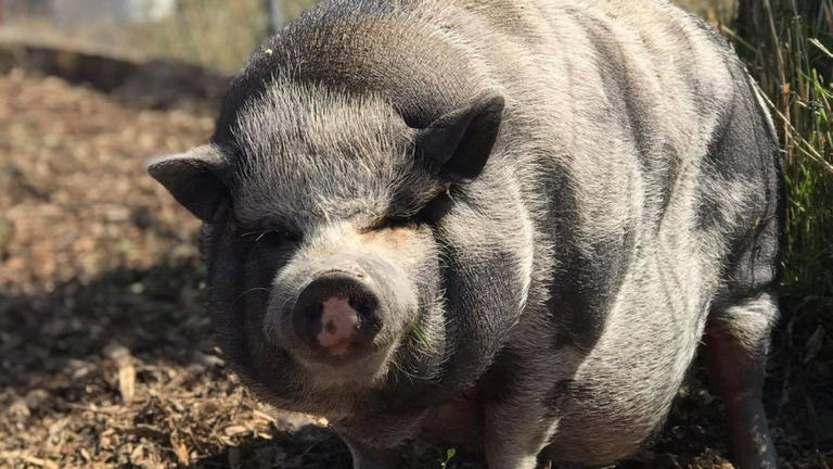 Idaho's largest animal sanctuary closes to visitors due to zoning ...