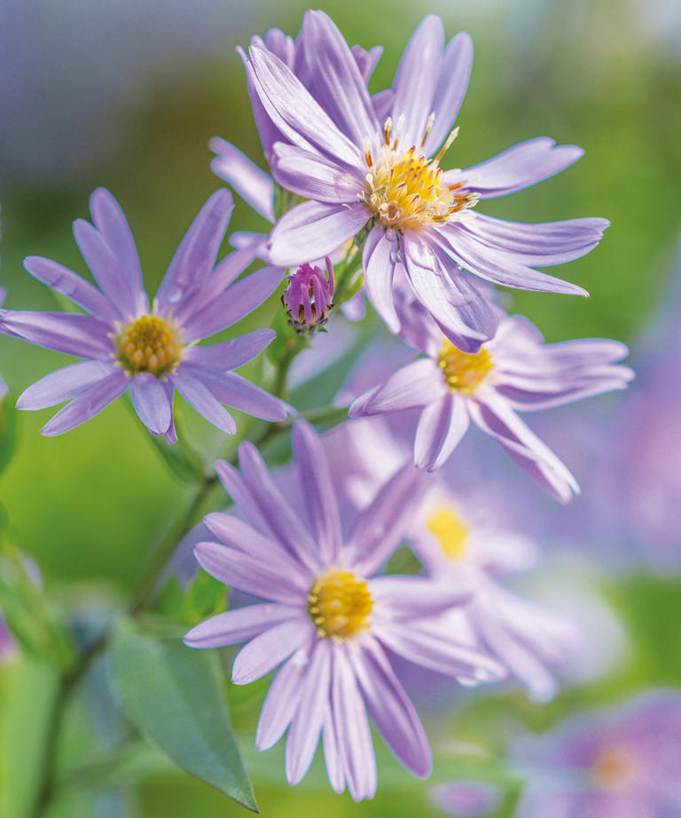 7 flowers to pinch out in June for more blooms and bushier plants