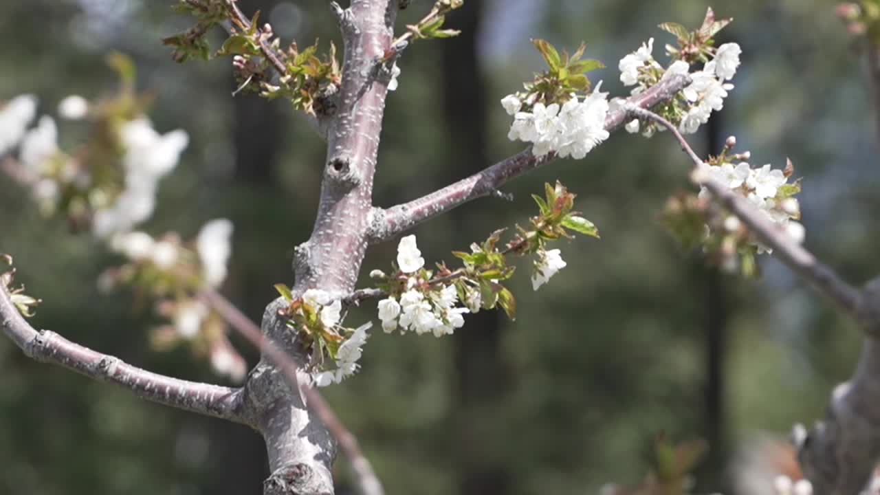 Montana Ag Network: Cherry trees in full bloom along Flathead Lake