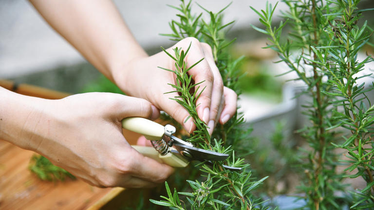 11 herbs that can be easily propagated from cuttings