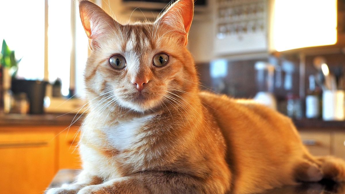 This is how you can apologize to your cat (and really mean it)