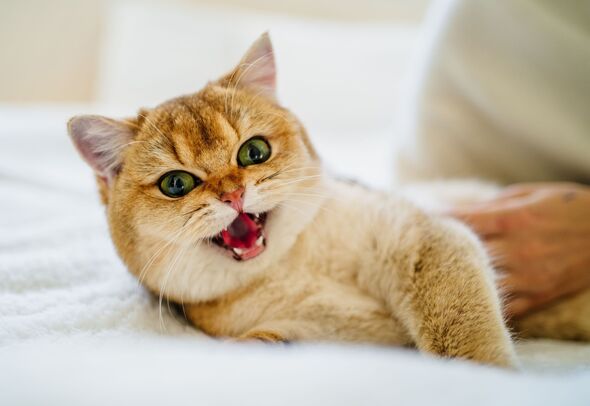 Pet lovers just finding out reason cats go to empty rooms to meow