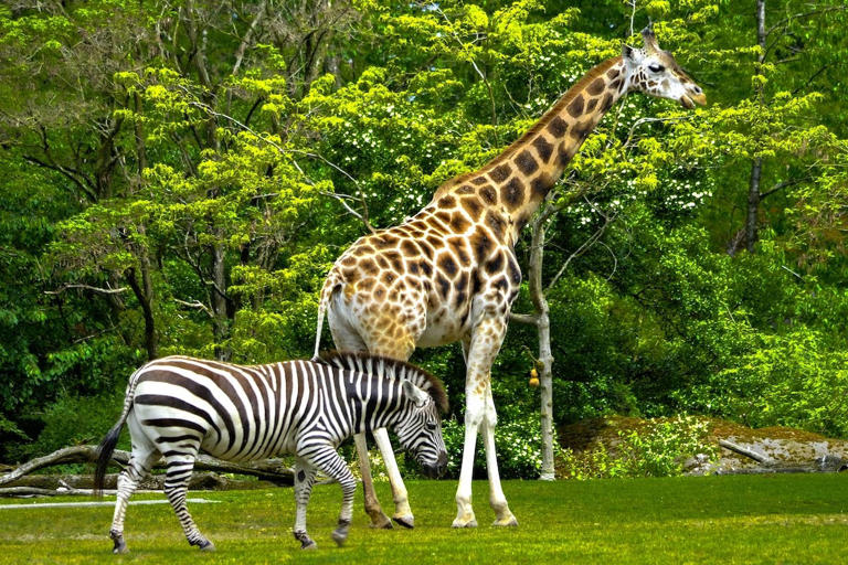 Heartwarming friendship between giraffe and zebra captivates visitors ...