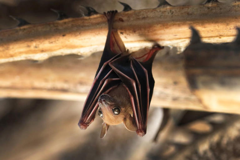Bat found at college campus tests positive for rabies