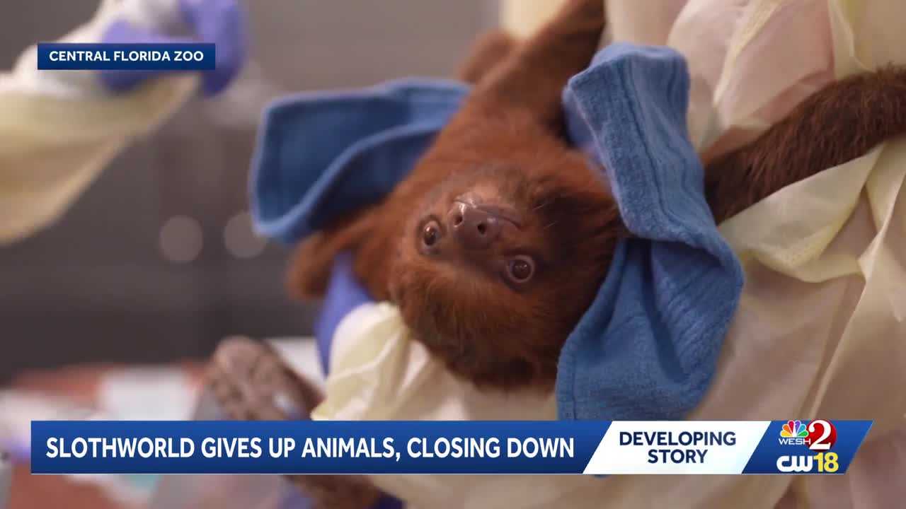 13 surviving sloths from Sloth World delivered to Central Florida Zoo ...