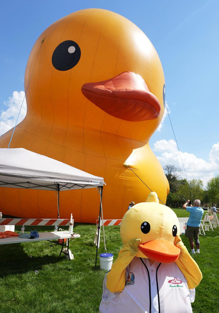 See the world's largest rubber duck in Cuyahoga Falls