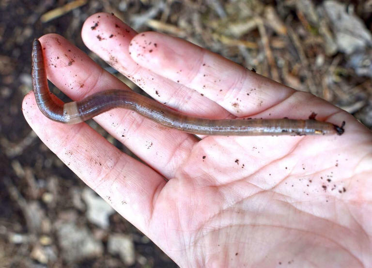 'Crazy worm' spreading to new states has been in Texas for years