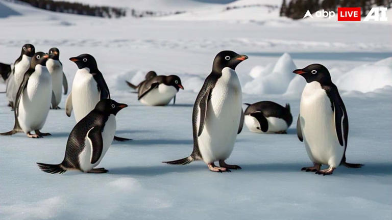 World Penguin Day 2026: 7 surprising facts about these adorable yet ...