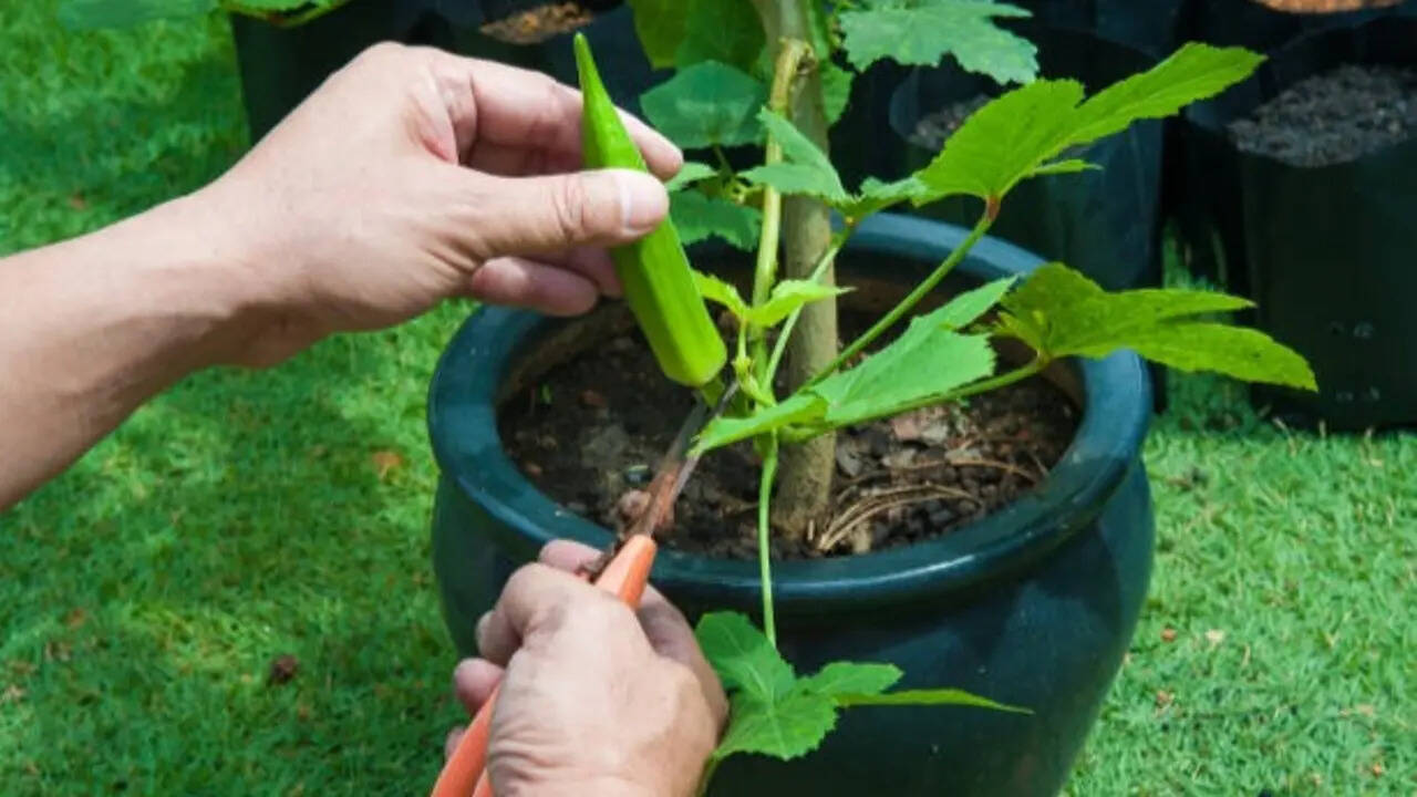 How to grow ladyfinger plants at home (simple step-by-step guide for ...