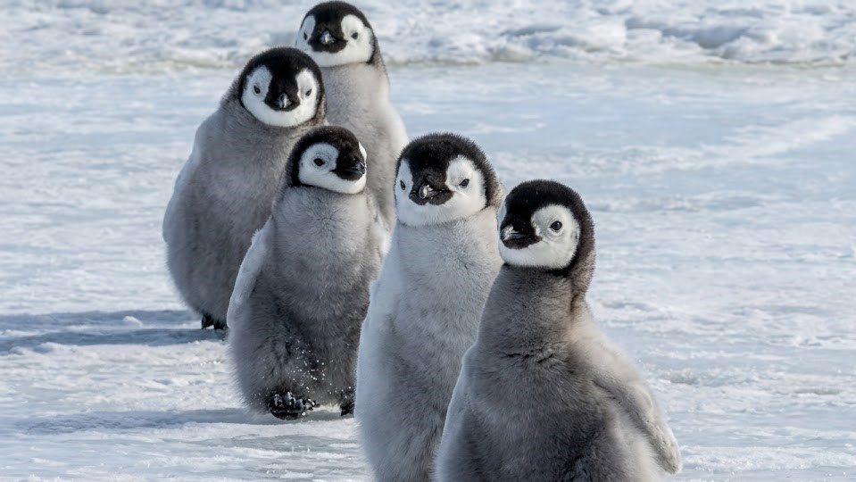 They scanned Antarctica from space - 5,700 penguins were hiding in ...