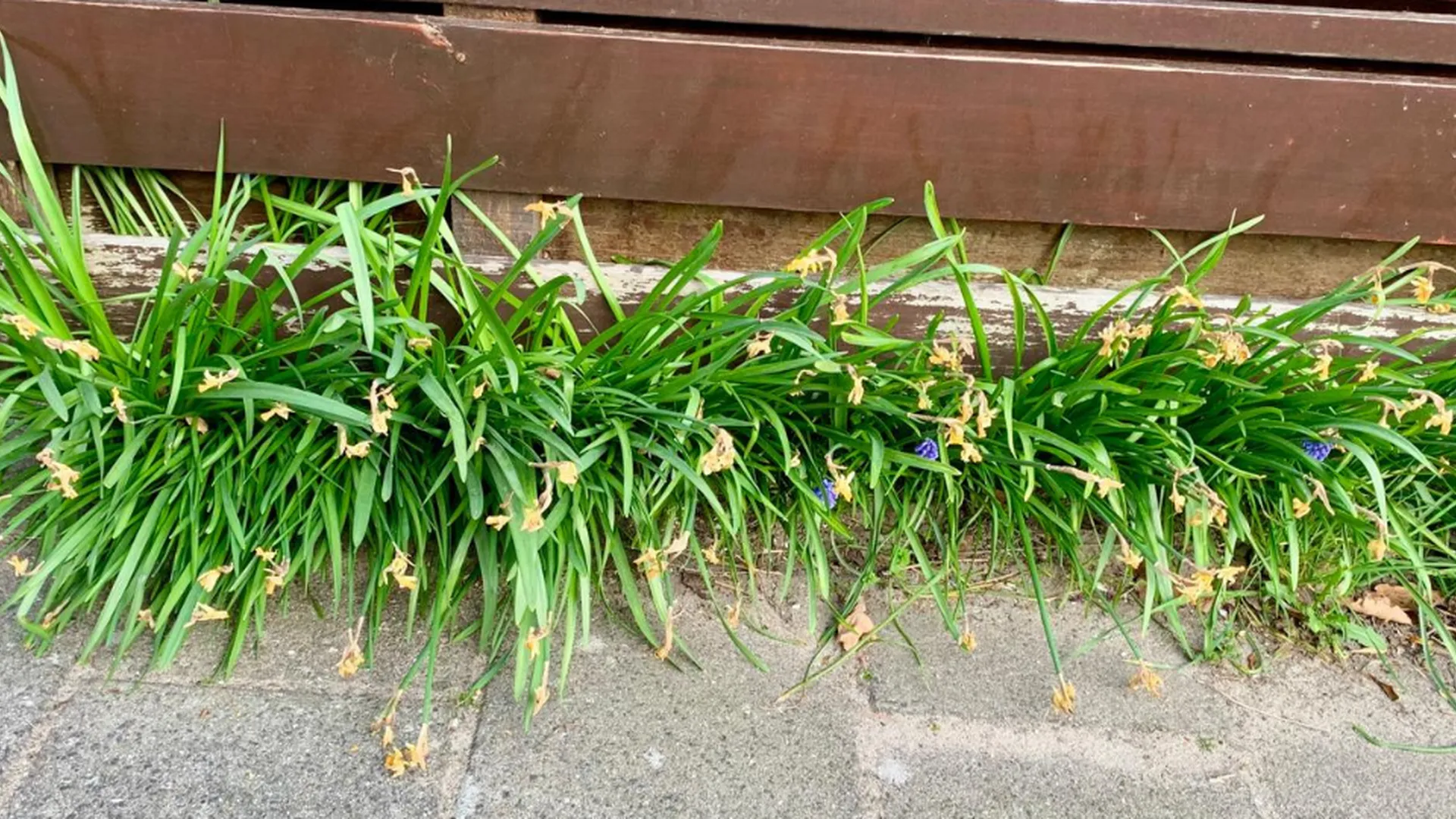 Voorjaarsbollen uitgebloeid? Wat is wijsheid: de bloemen knippen of ...