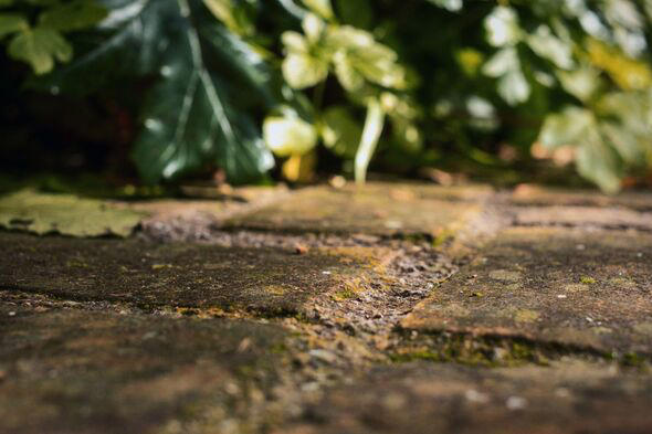 Moss will disappear from your patio if common ingredient is poured on top