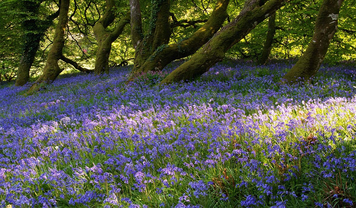 Mount Congreve announces new garden festival displaying rare plants