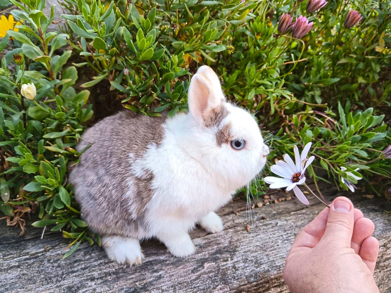 How to befriend a rabbit and win its trust, according to a vet