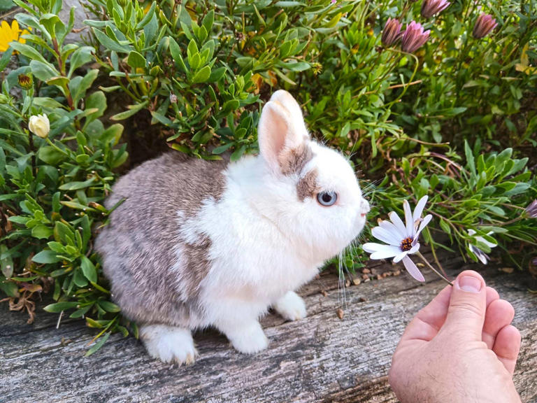 How to befriend a rabbit and win its trust, according to a vet
