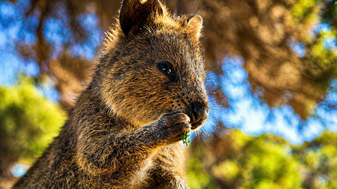 Adorable quokka eating leaves in a peaceful forest setting