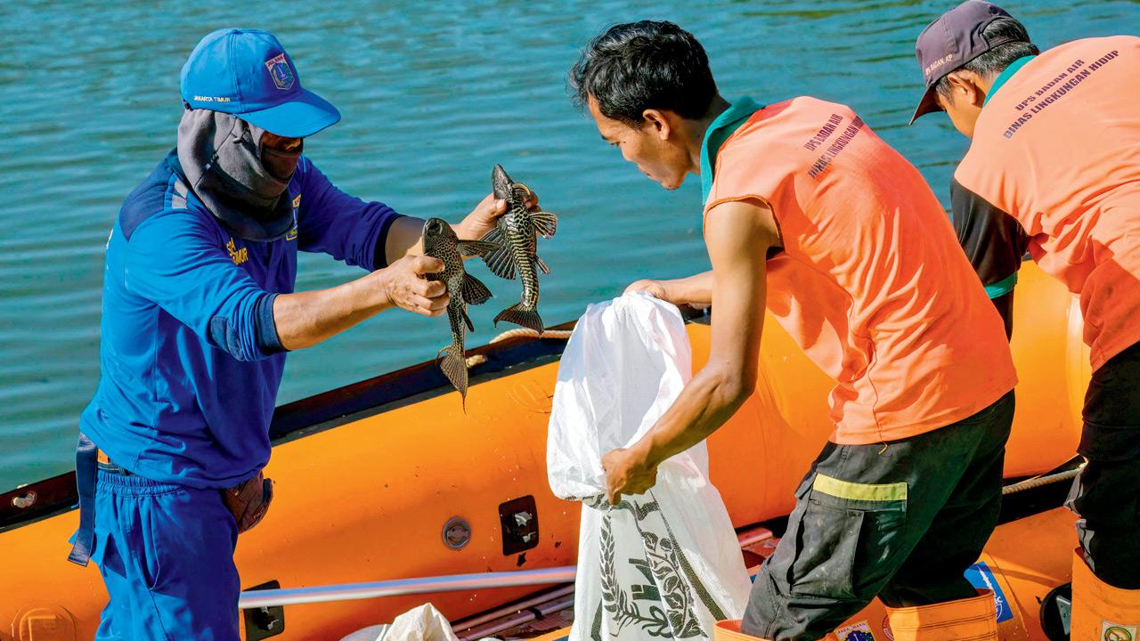 Jakarta launches drive to remove invasive 'janitor fish' from river