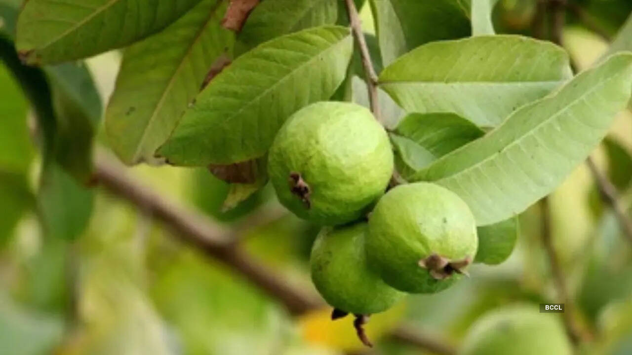 Fruits you can easily grow on your balcony: A simple guide to fresh ...