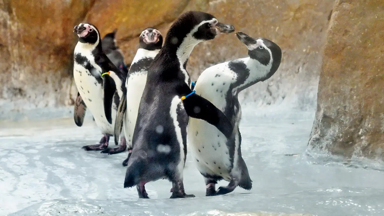 Meet Mumbai’s Humboldt penguins thriving in tropical conditions