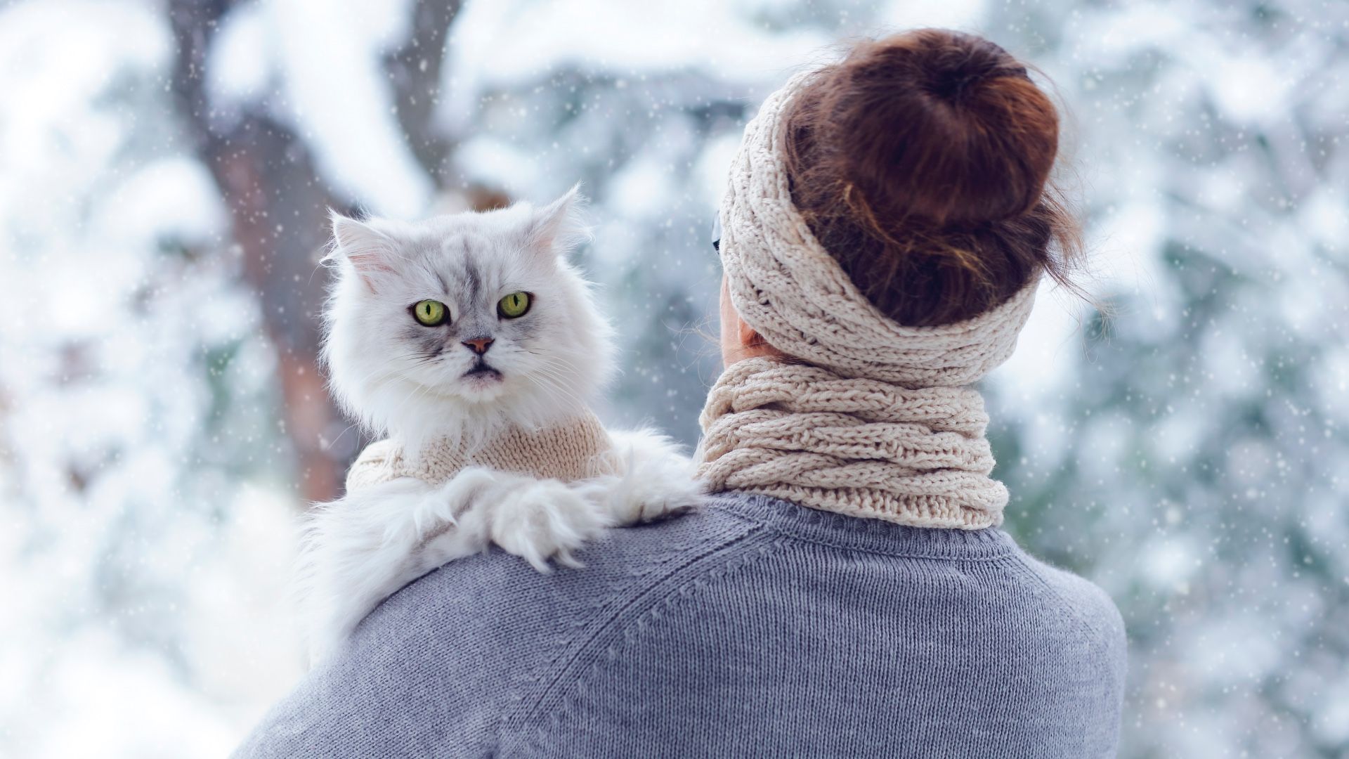 The best cat breeds for cold climates