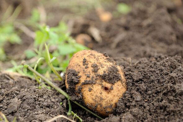 Gardeners urged to put potatoes in gardens