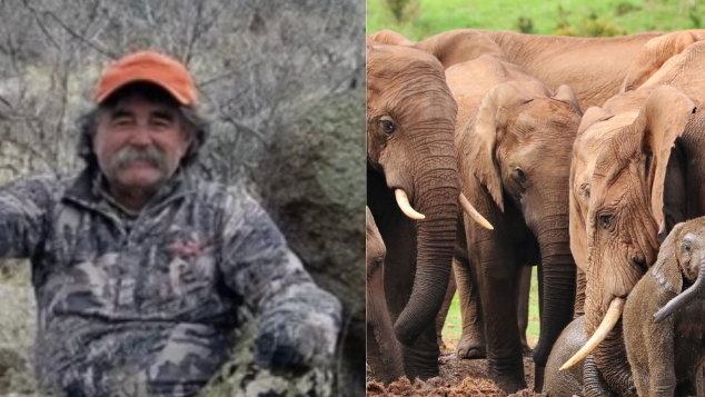 Millionaire big game hunter trampled to death by elephants during hunt ...