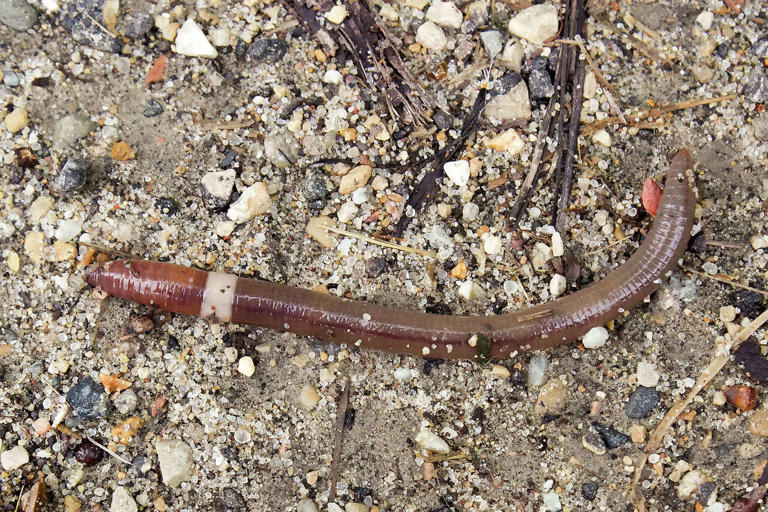 'Crazy worm' spreading to new states has been in Texas for years