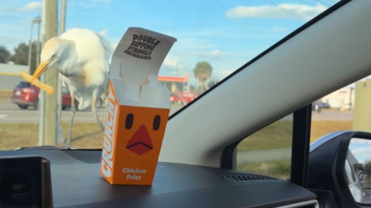 Feathered stowaway enjoys snacks and hitches ride on car