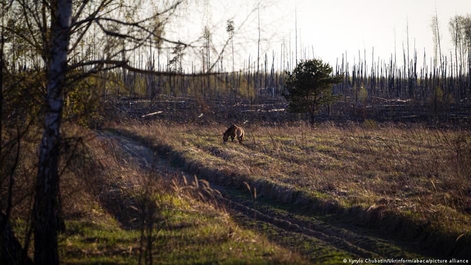 Nature reclaims Chernobyl after nuclear disaster