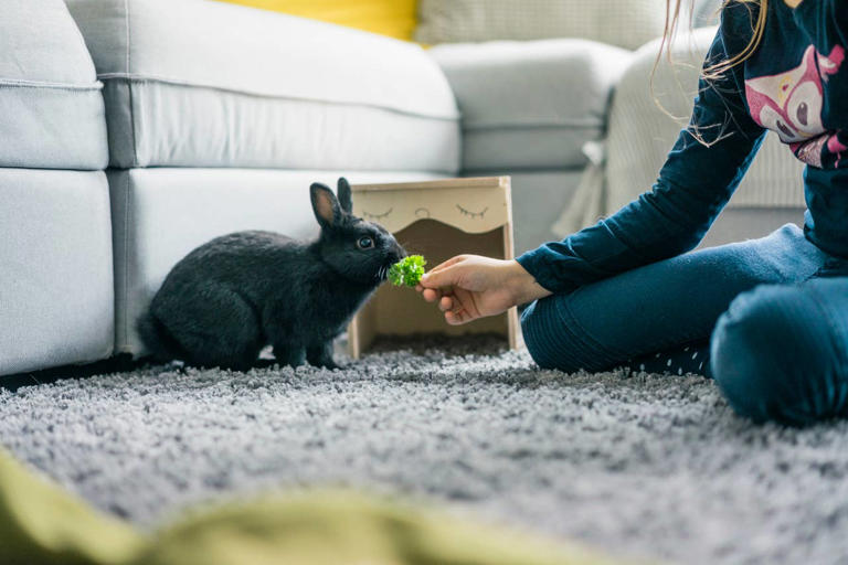 How to befriend a rabbit and win its trust, according to a vet