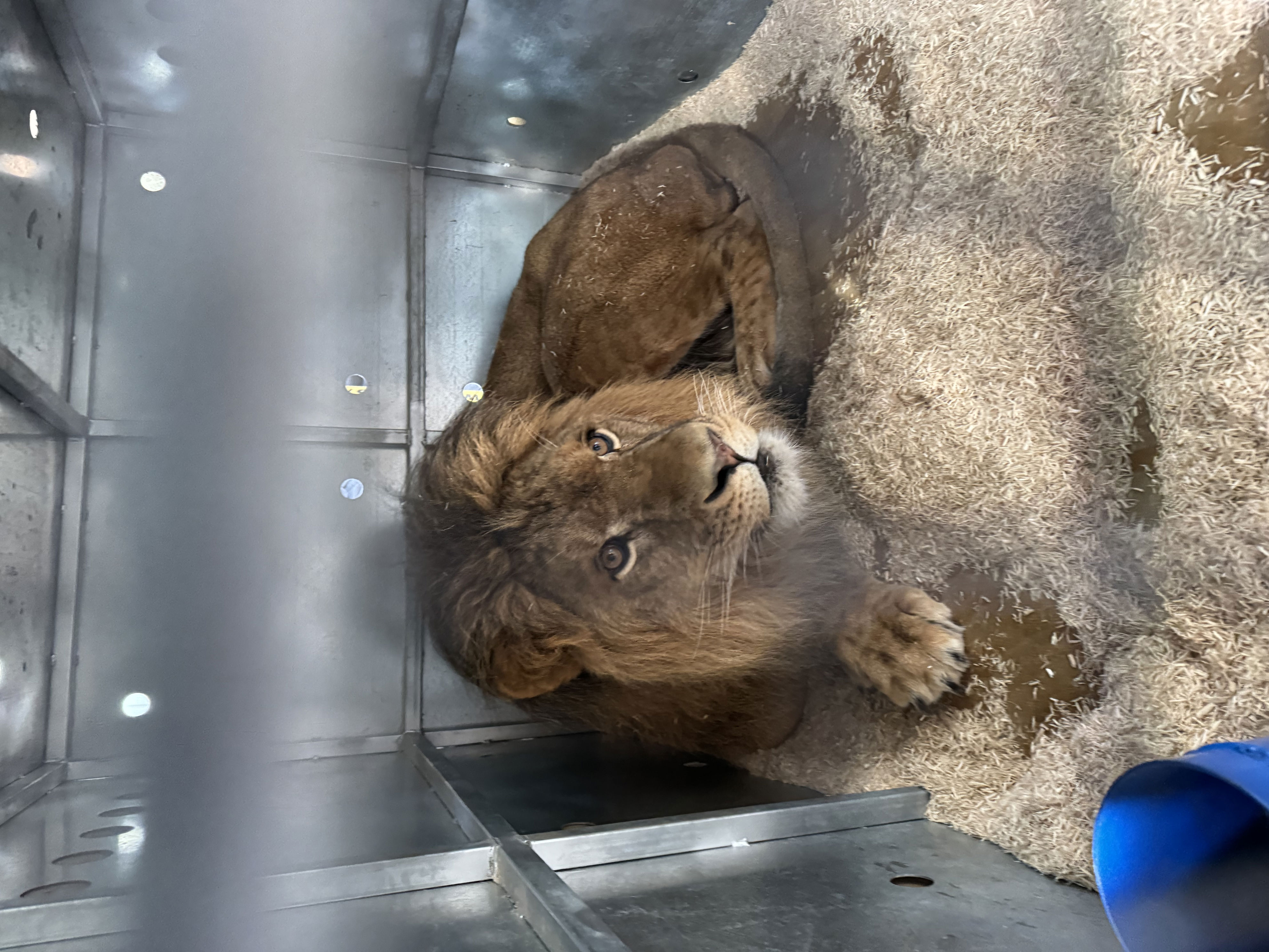 Missing lion cub is reunited with family after rescue