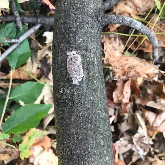 How to control the invasive spotted lanternfly in Ohio this spring