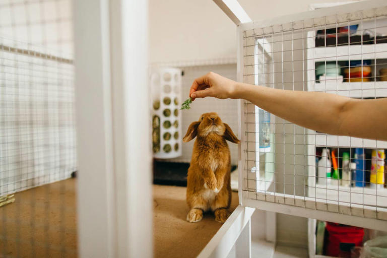 How to befriend a rabbit and win its trust, according to a vet