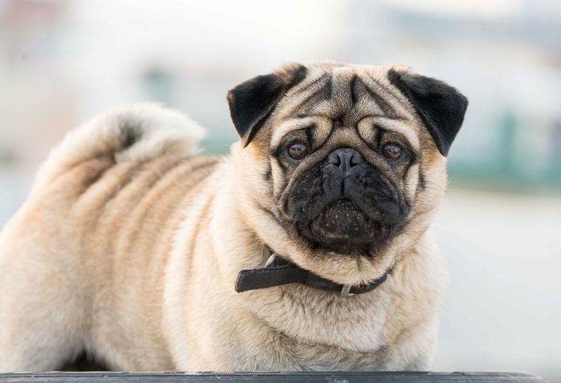 15 lovable dogs that rely more on personality than smarts