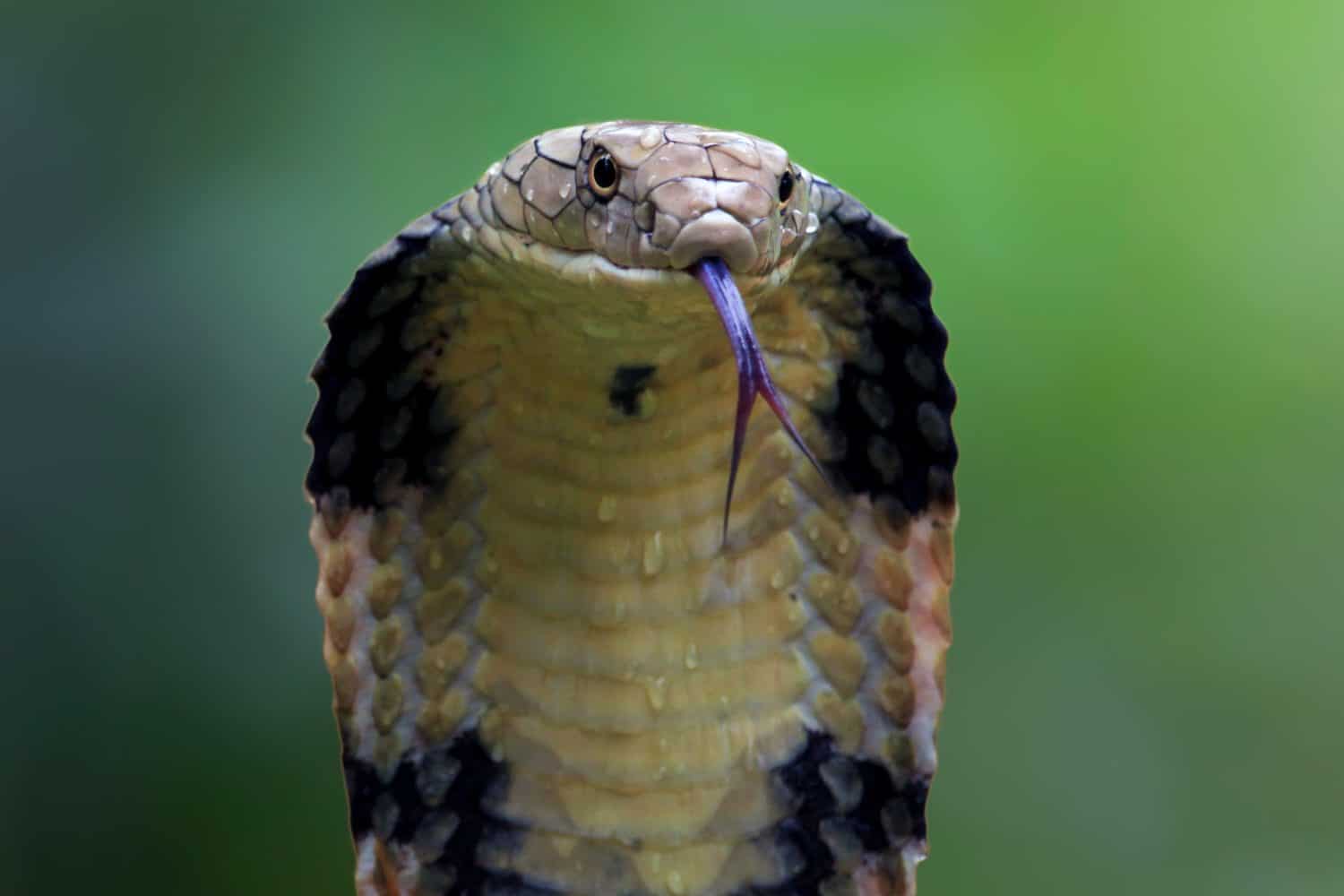 10 surprising facts about the king cobra, the world’s longest venomous ...