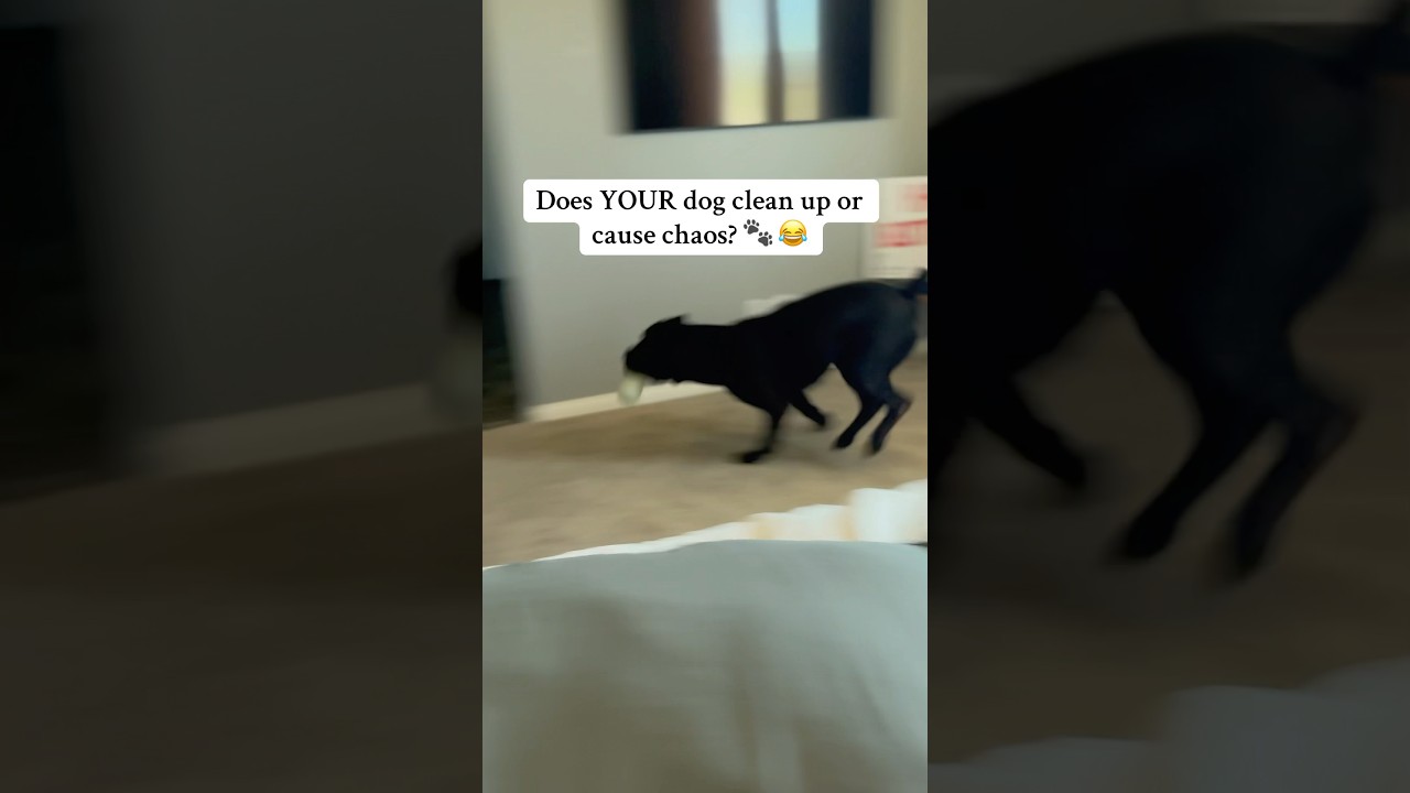 Does your dog clean up or make a toy tornado like Bane?