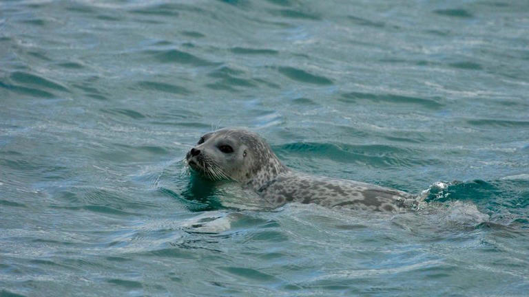 To eat or be eaten? The dilemma facing ringed seals in Hudson Bay