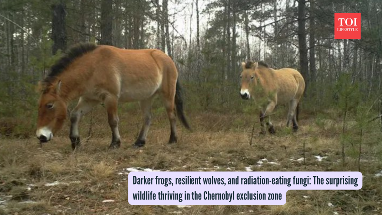 Darker frogs, resilient wolves, and radiation-eating fungi: The ...