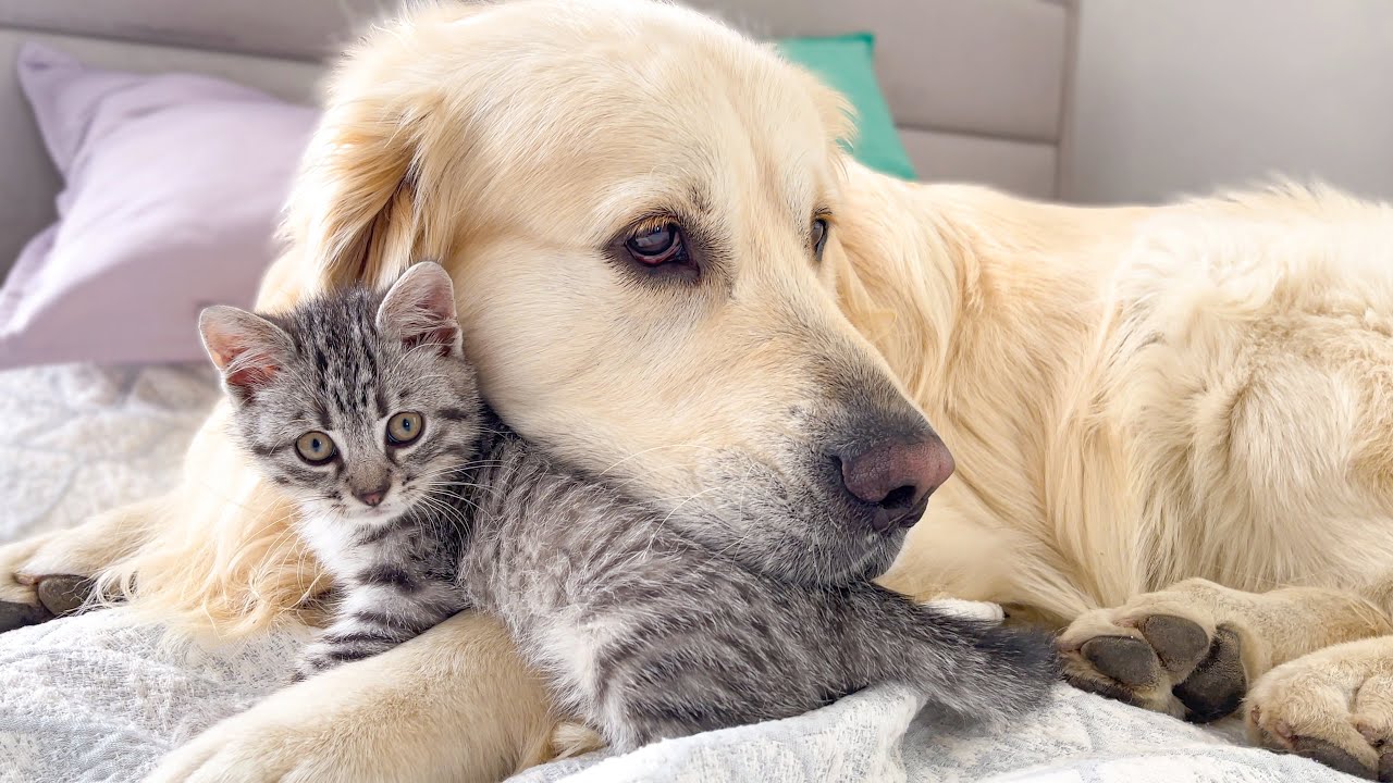 Baby kitten finds safe spot with golden retriever